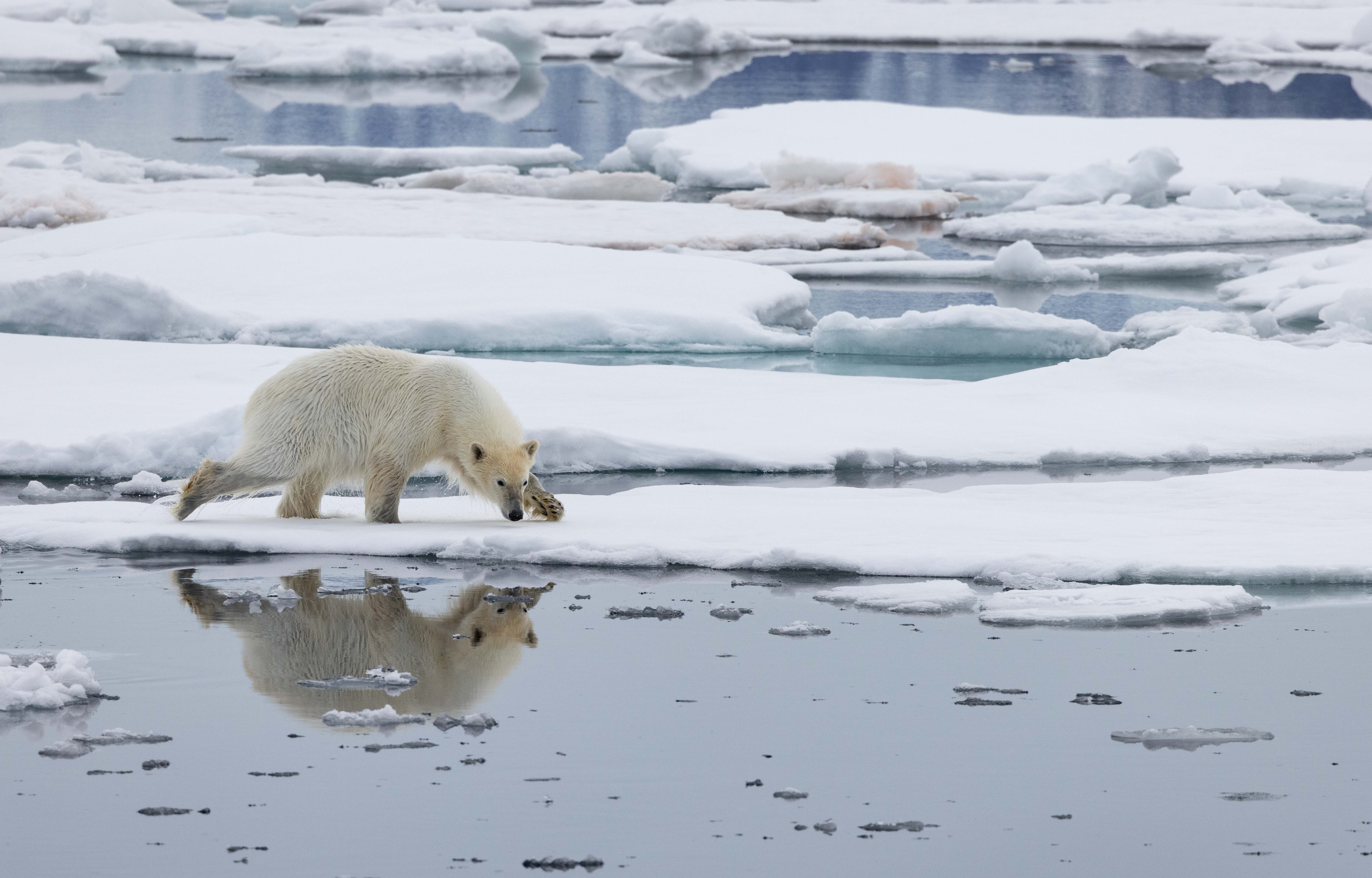 Best Time to See Polar Bears in Svalbard – Wildlife Guide - Aurora ...