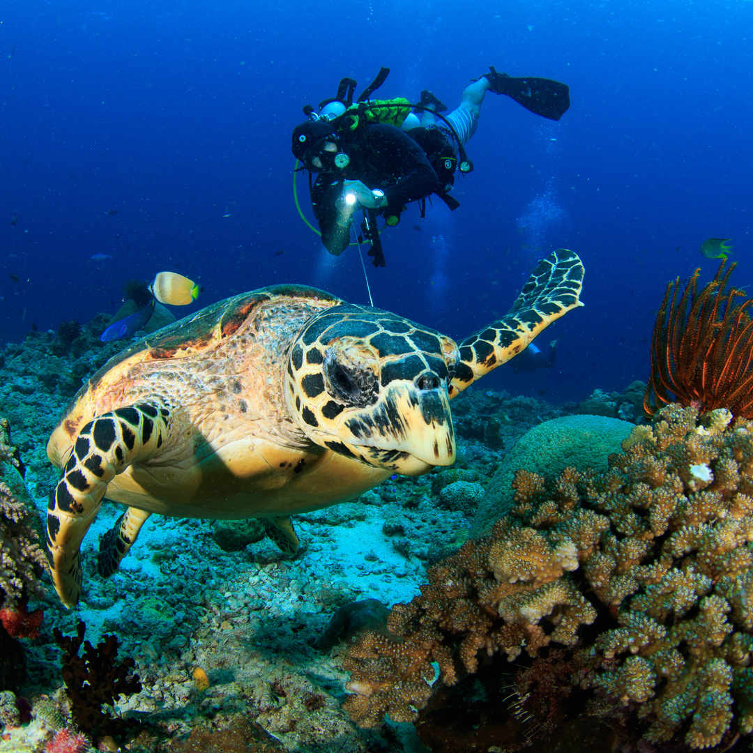 Activities in Indonesia & Borneo - Aurora Expeditions