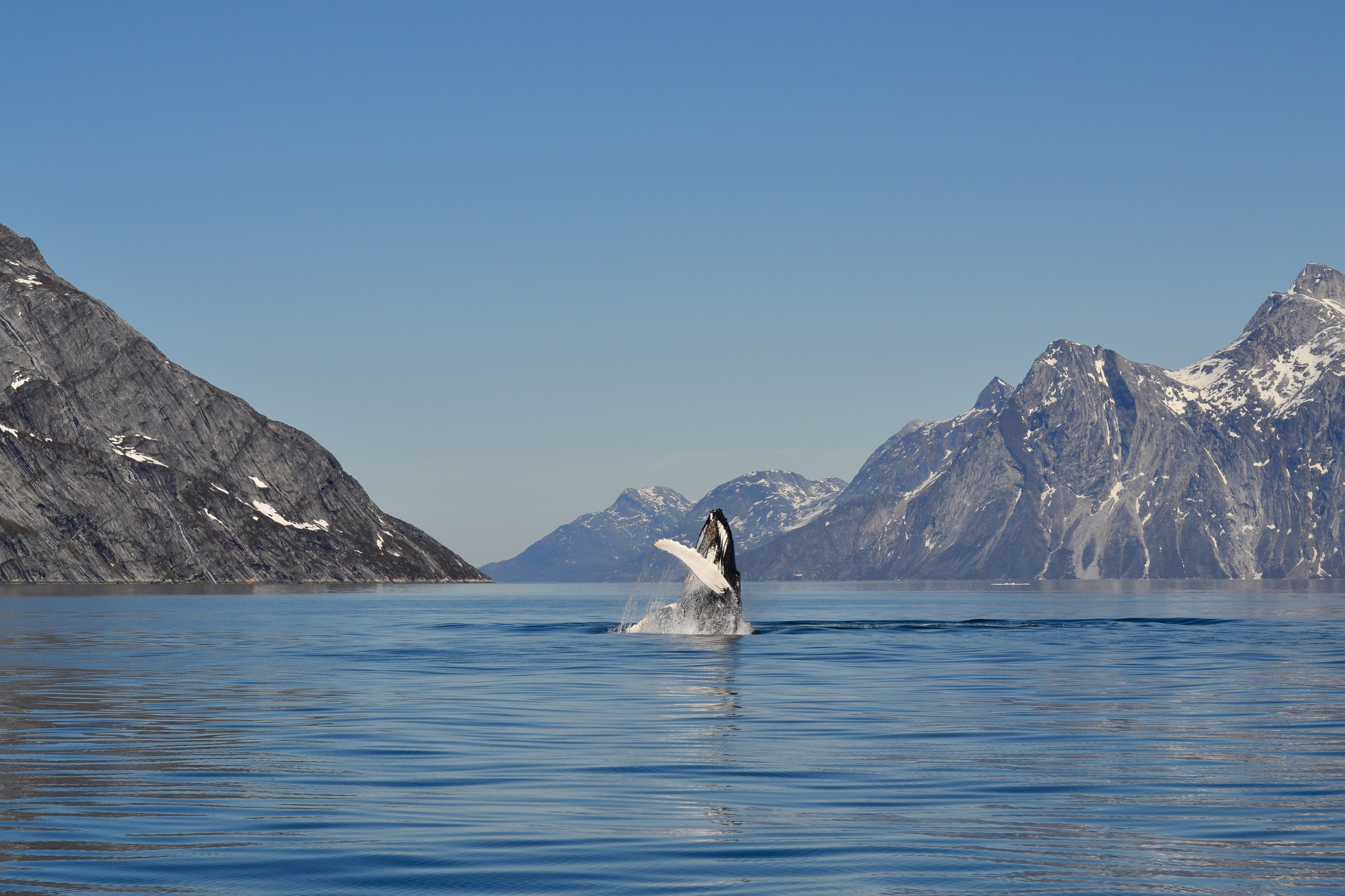 Webinar: Explore the natural beauty of Greenland - Aurora Expeditions