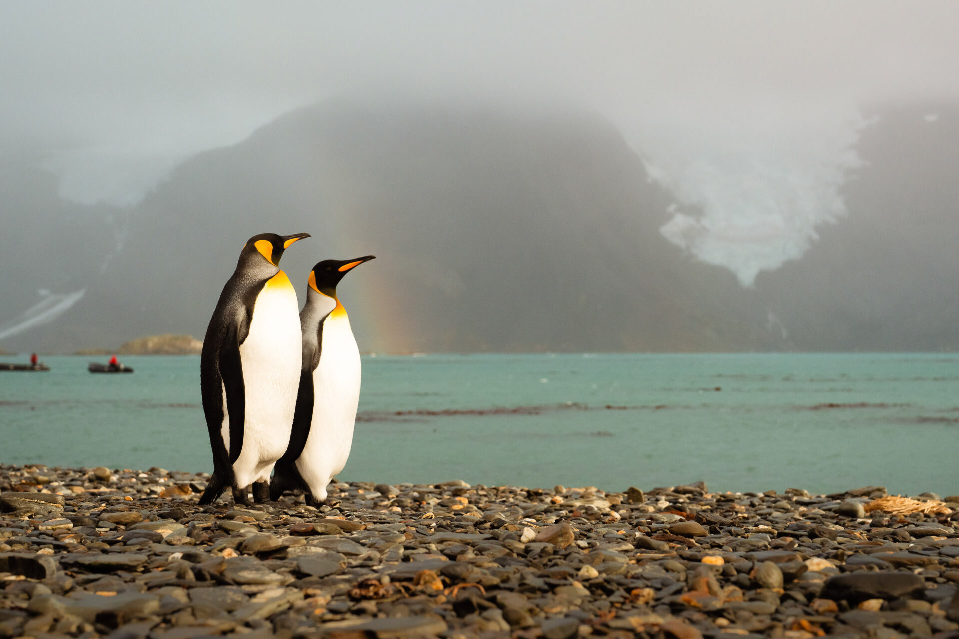King Penguin Fun Facts & Information - Aurora Expeditions