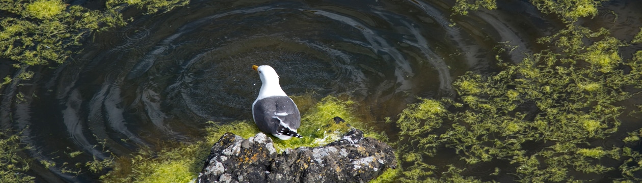 The wonders of wild outdoor Scotland according to Robyn Mundy - Aurora ...