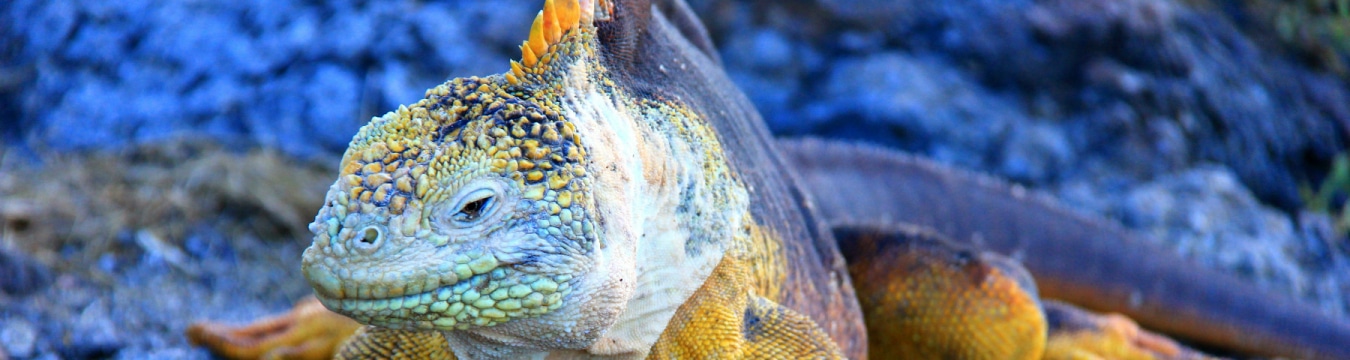 Some Fun Facts About Iguanas (Land And Marine) - Aurora Expeditions