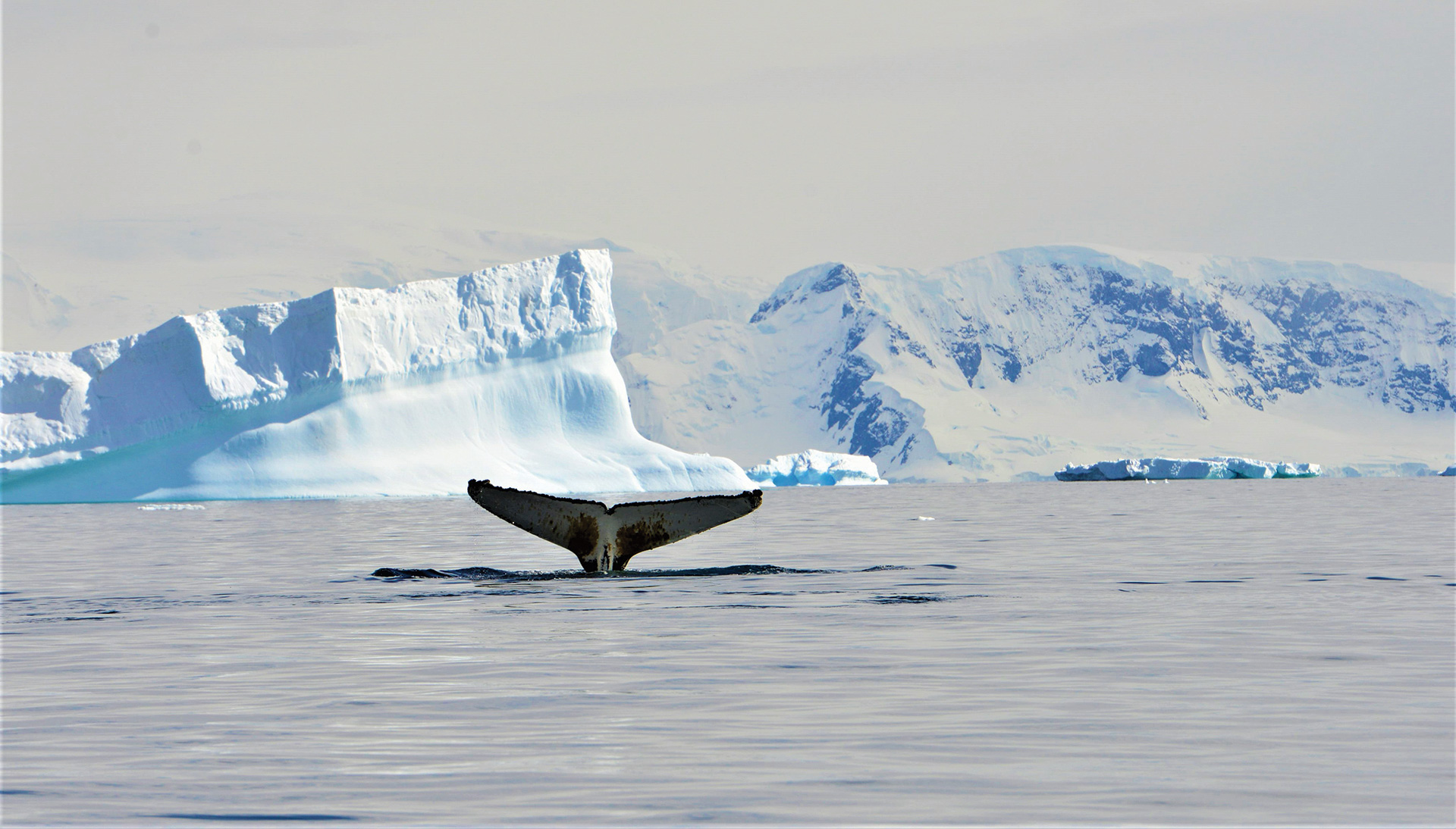 Whale Migration Voyage | Award Winning Cruise to Antarctica - Aurora ...