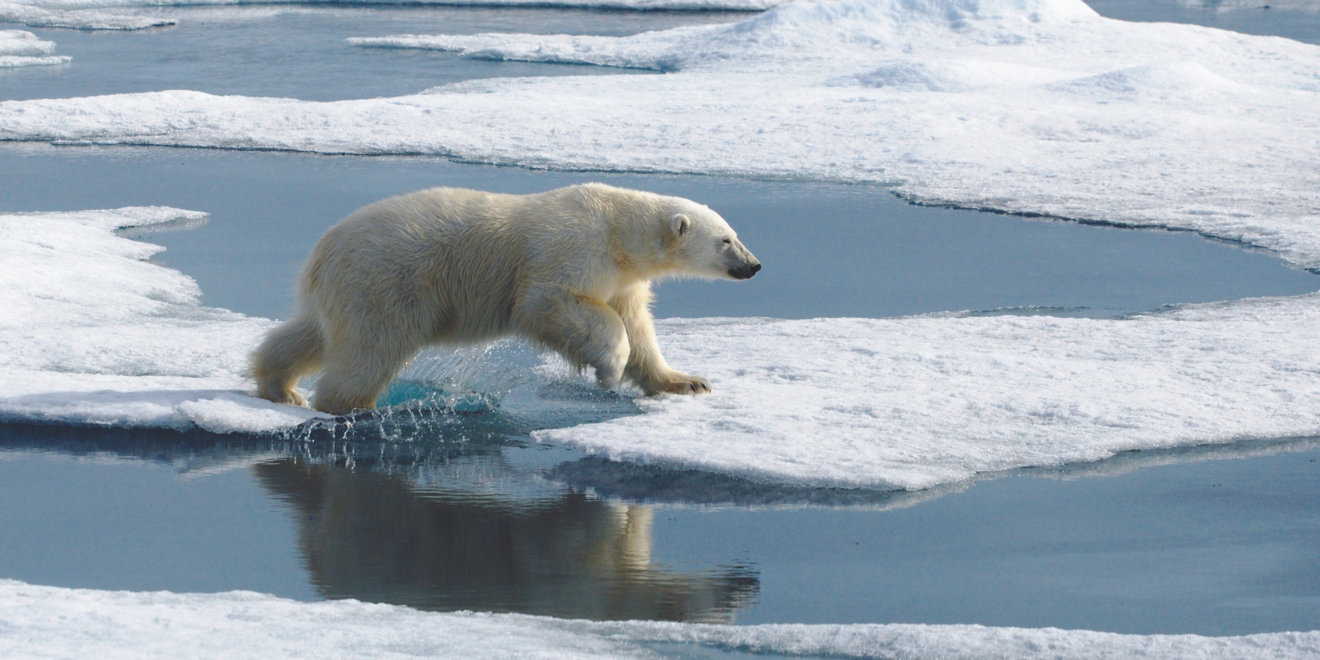 Why do Arctic polar bears need sea ice? - Aurora Expeditions