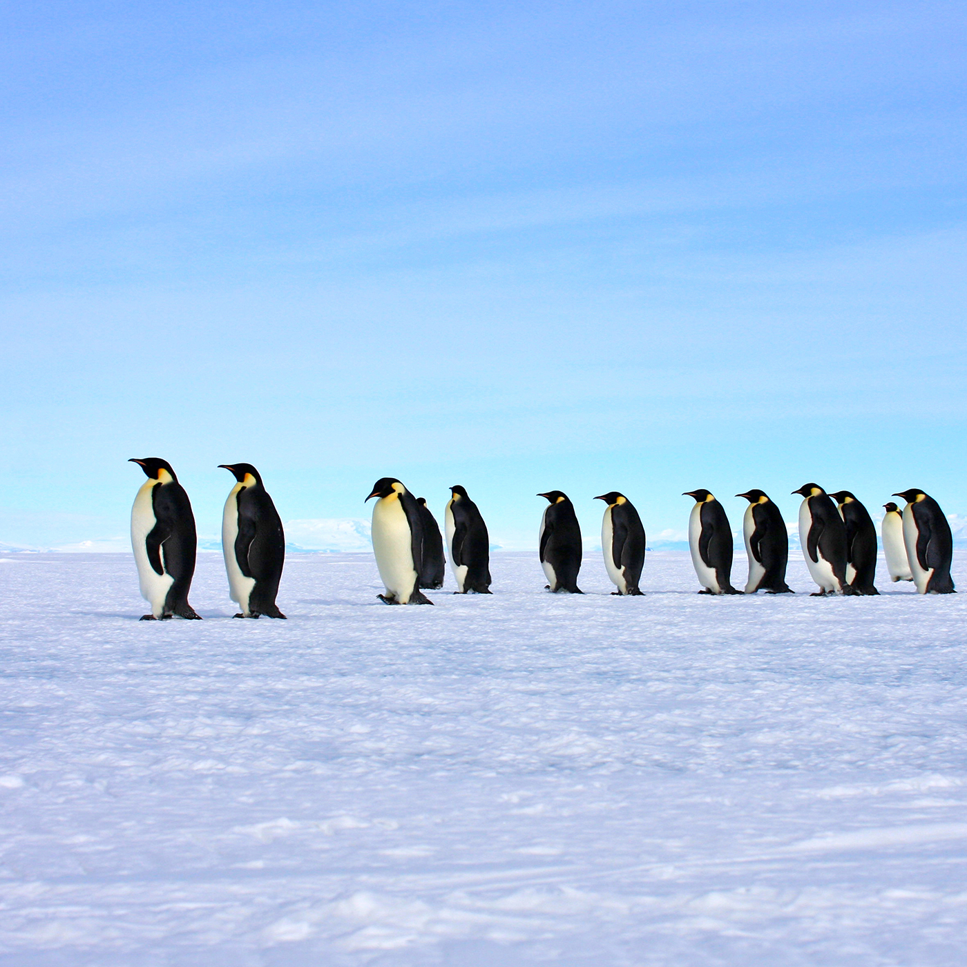 Explore Antarctica from Australia & New Zealand | East Antarctica Expeditions - Aurora Expeditions