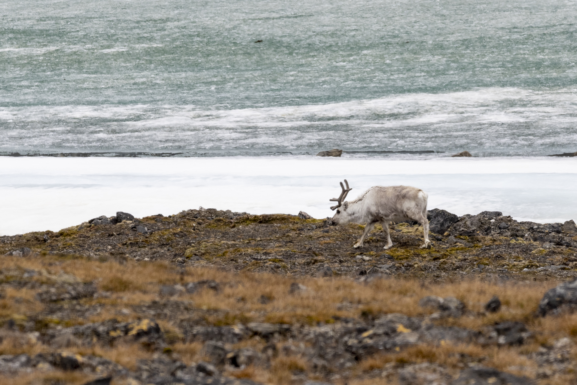 Svalbard Reindeer Facts & Information - Aurora Expeditions