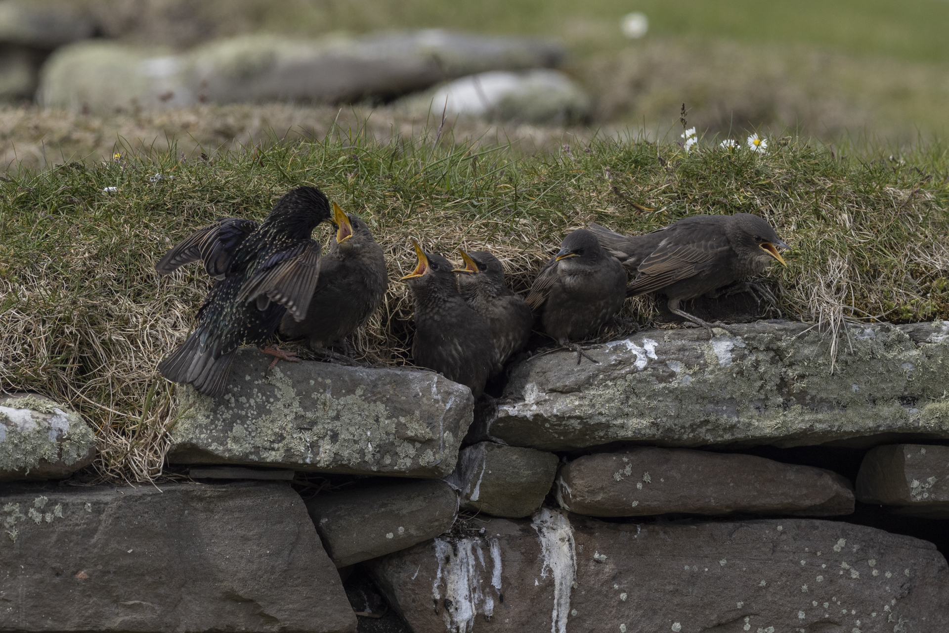 Scottish Birds: A Birding Guide to Scotland - Aurora Expeditions